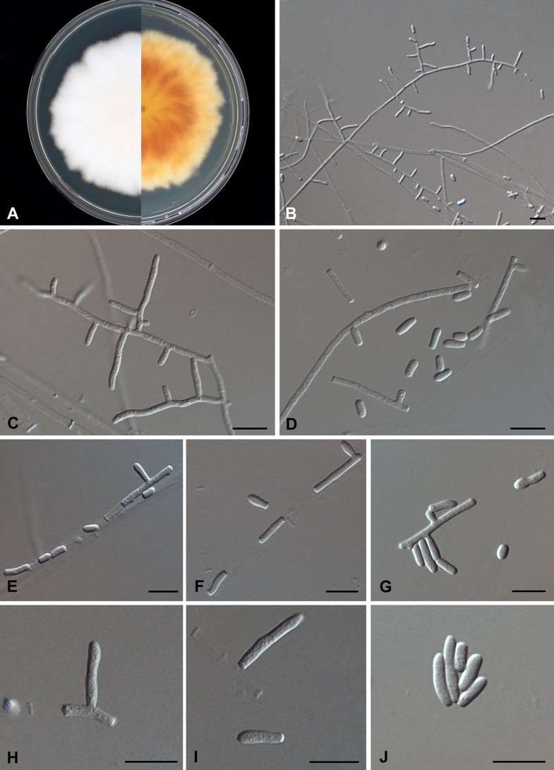 Molecular and Phenotypic Characterization of Nannizzia ...
