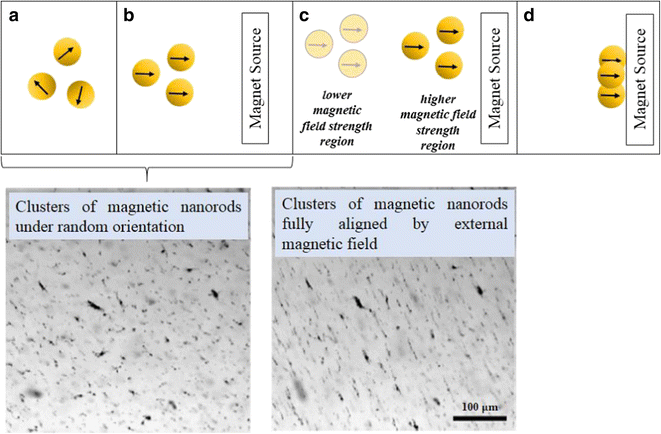 Agglomeration, colloidal stability, and magnetic separation of magnetic ...