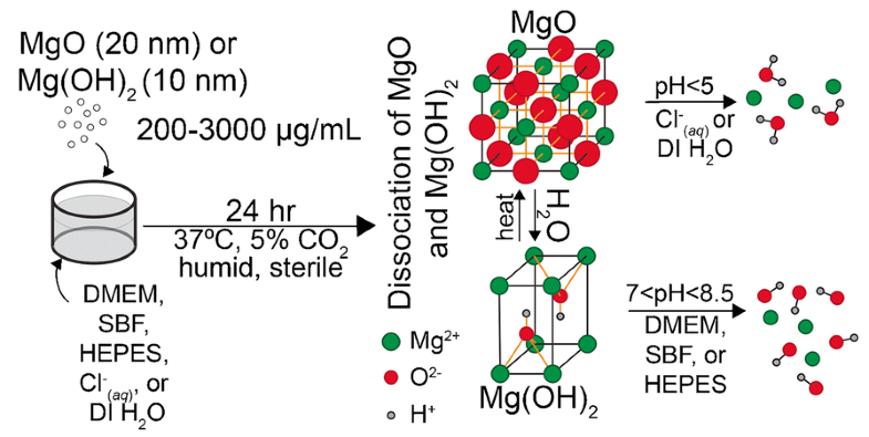 Dissociation of magnesium oxide and magnesium hydroxide nanoparticles ...