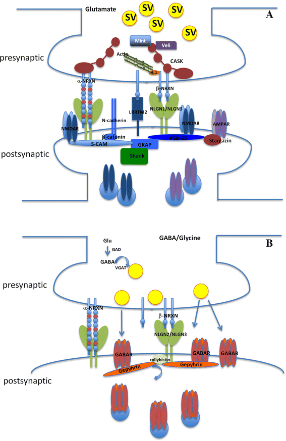 A Matter of Balance: Role of Neurexin and Neuroligin at the Synapse ...