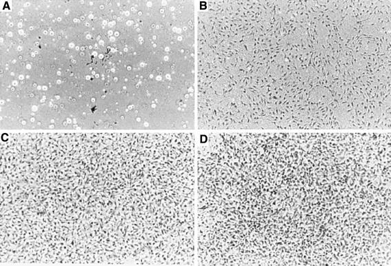 Plasma Surface Modification of Biomedical Polymers: Influence on Cell ...