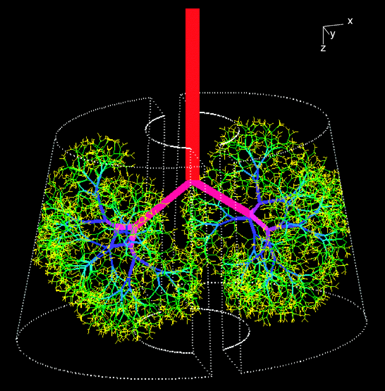 Airway Identification Within Planar Gamma Camera Images Using Computer ...