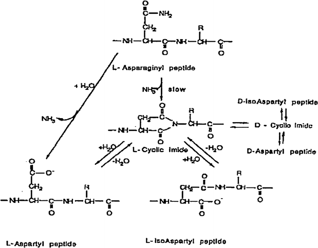 Stability of Protein Pharmaceuticals: An Update | SpringerLink