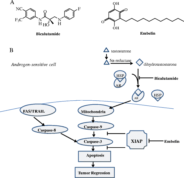 Micellar Delivery of Bicalutamide and Embelin for Treating Prostate ...