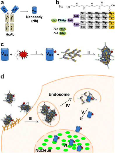 Intracellular Delivery of Nanobodies for Imaging of Target Proteins in ...