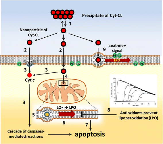 The Cytotoxic Action of Cytochrome C/Cardiolipin Nanocomplex (Cyt-CL ...