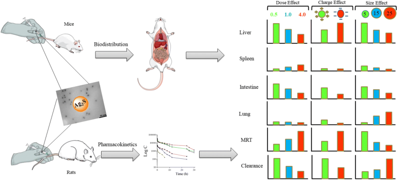 Pharmacokinetics, Tissue Distribution and Excretion of Ag2S Quantum ...