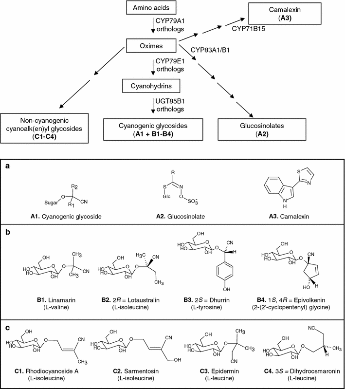 Cyanogenic glycosides: a case study for evolution and application of ...