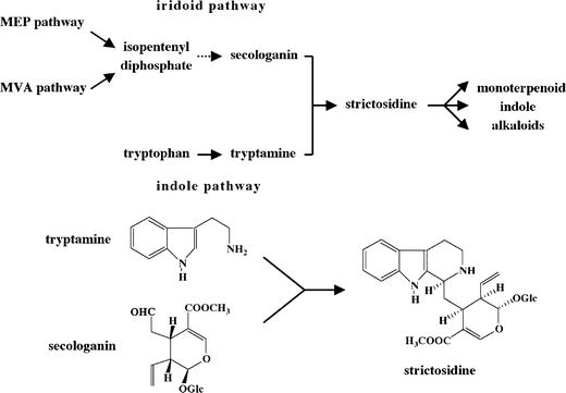 The iridoid pathway in Catharanthus roseus alkaloid biosynthesis ...