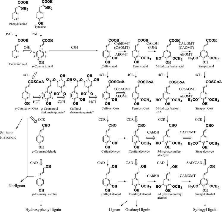 The cinnamate/monolignol pathway | SpringerLink