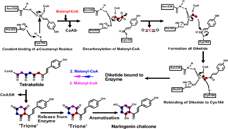 Chalcone synthase and its functions in plant resistance | SpringerLink