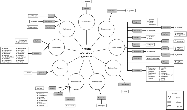Ellagitannin geraniin: a review of the natural sources, biosynthesis ...