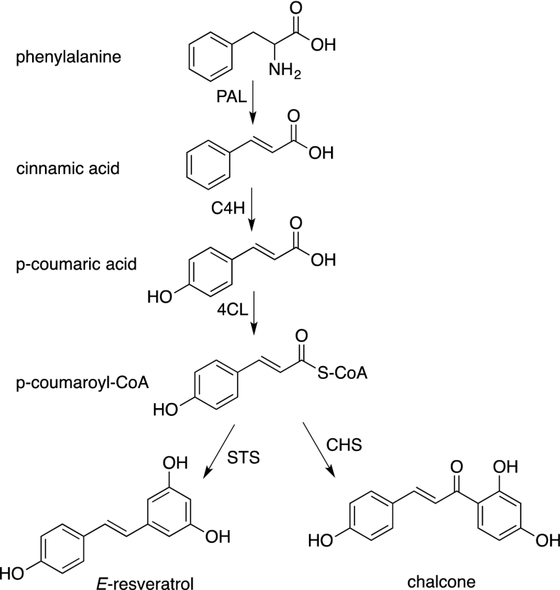 The stilbene profile in edible berries | SpringerLink
