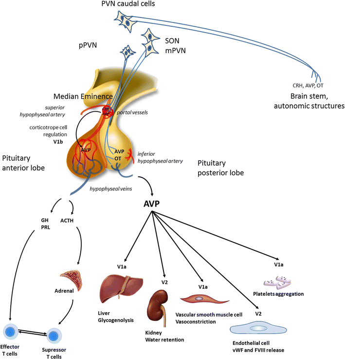 Arginine vasopressin (AVP): a review of its historical perspectives ...