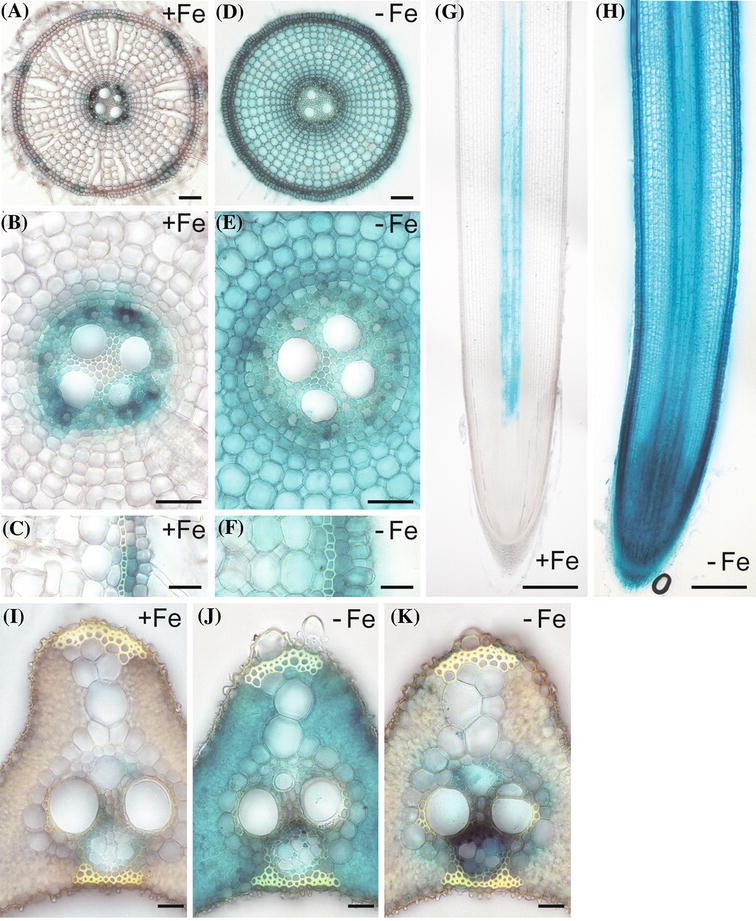 Identification and localisation of the rice nicotianamine ...