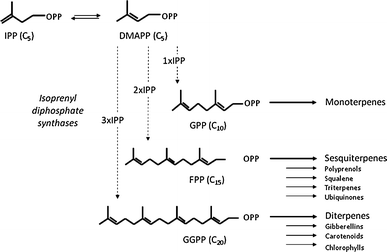 Induction of isoprenyl diphosphate synthases, plant hormones and ...