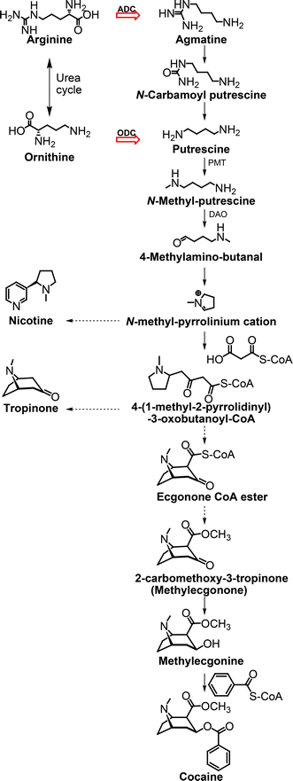 The first step in the biosynthesis of cocaine in Erythroxylum coca: the ...