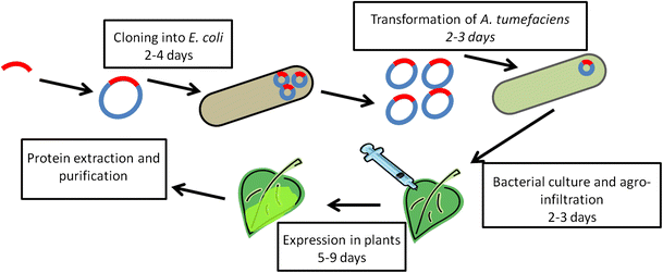 The pEAQ vector series: the easy and quick way to produce recombinant ...