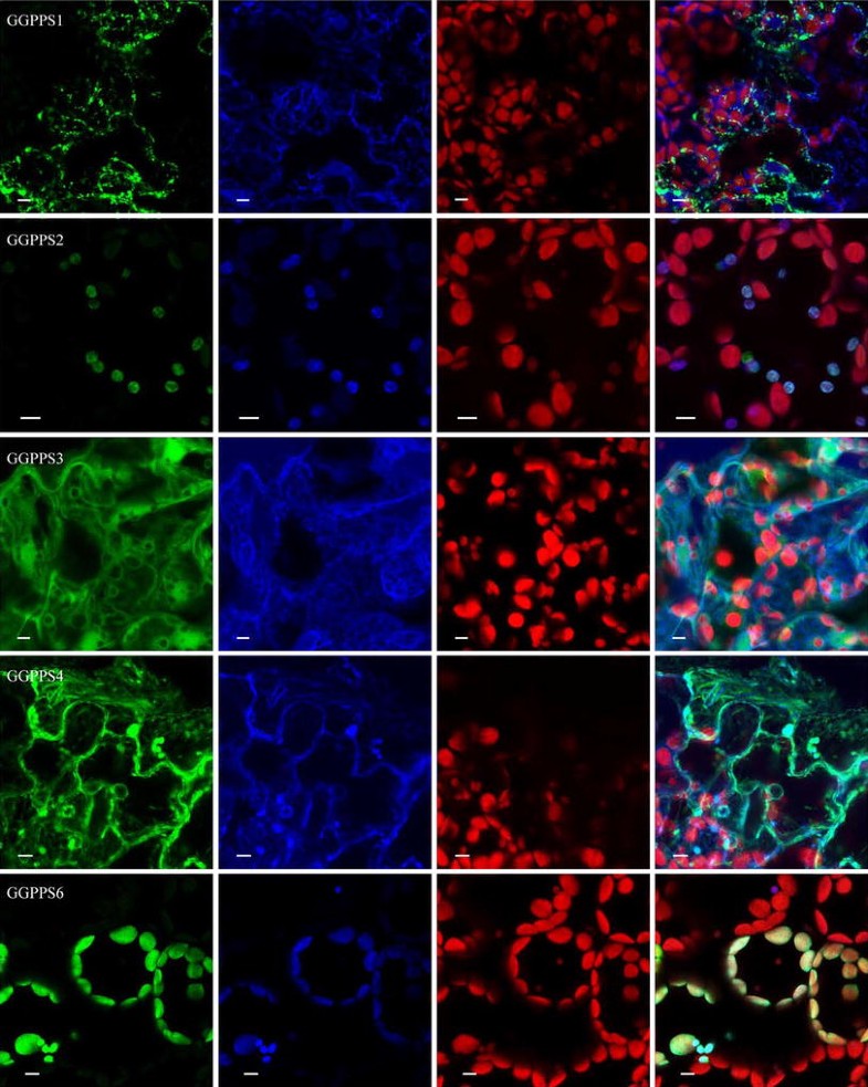 Characterization of the GGPP synthase gene family in Arabidopsis ...
