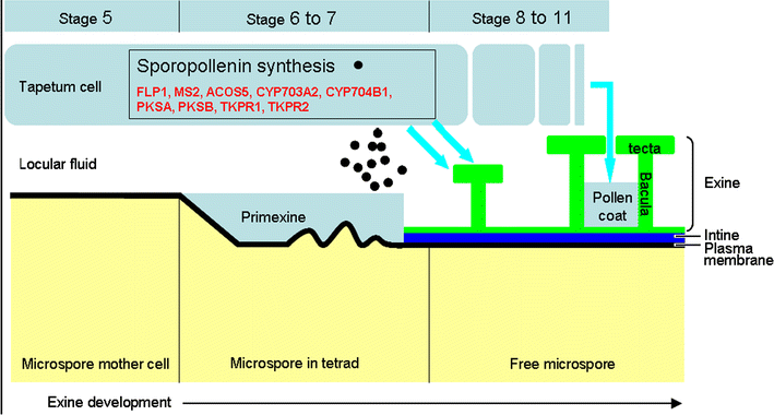 Tapetum: regulation and role in sporopollenin biosynthesis in ...