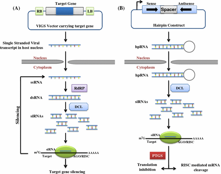 Artificial microRNA mediated gene silencing in plants: progress and ...