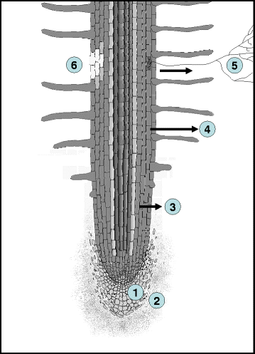 Carbon flow in the rhizosphere: carbon trading at the soil–root ...