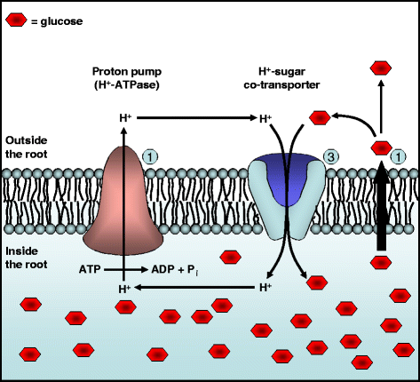 Carbon flow in the rhizosphere: carbon trading at the soil–root ...