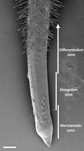 Root hairs: development, growth and evolution at the plant-soil ...