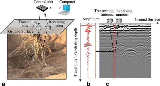 Application of ground penetrating radar for coarse root detection and ...