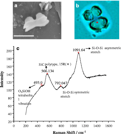 Do lignification and silicification of the cell wall precede silicon ...