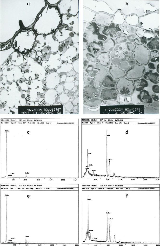 Do lignification and silicification of the cell wall precede silicon ...