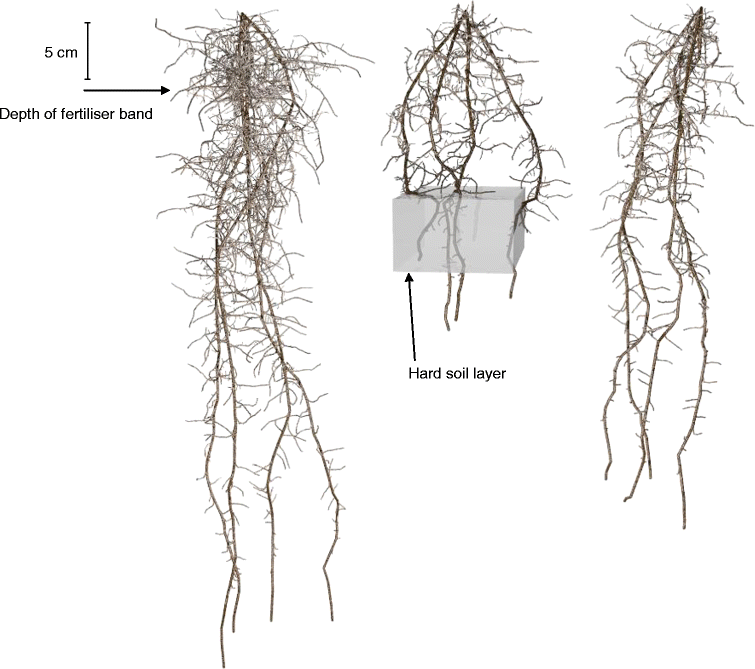 Modelling root–soil interactions using three–dimensional models of root ...