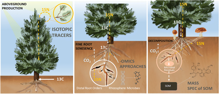 Maintaining connectivity: understanding the role of root order and ...