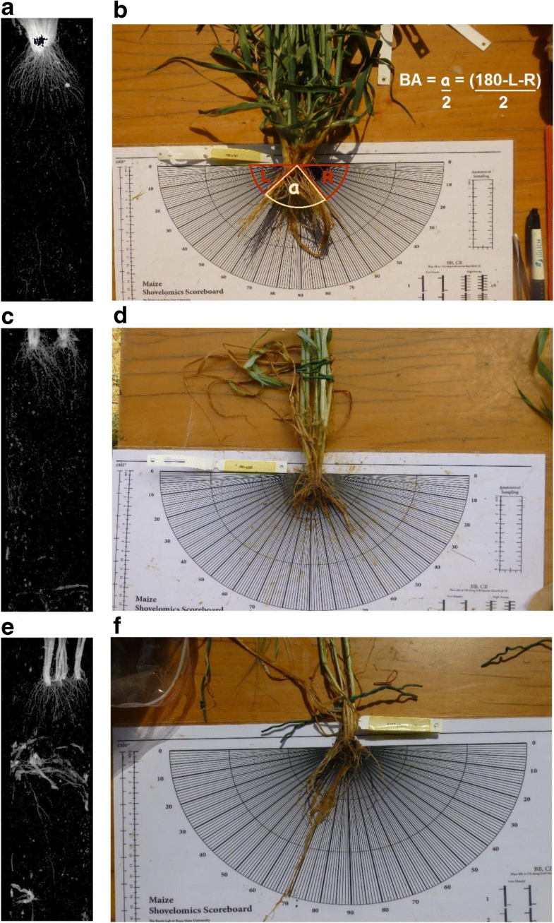 Plant density modifies root system architecture in spring barley ...