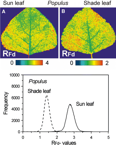 Chlorophyll fluorescence imaging of photosynthetic activity in sun and ...