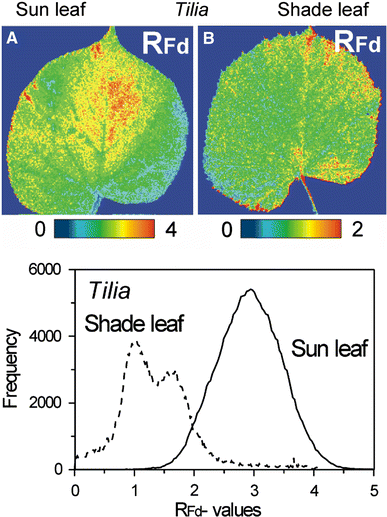 Chlorophyll fluorescence imaging of photosynthetic activity in sun and ...