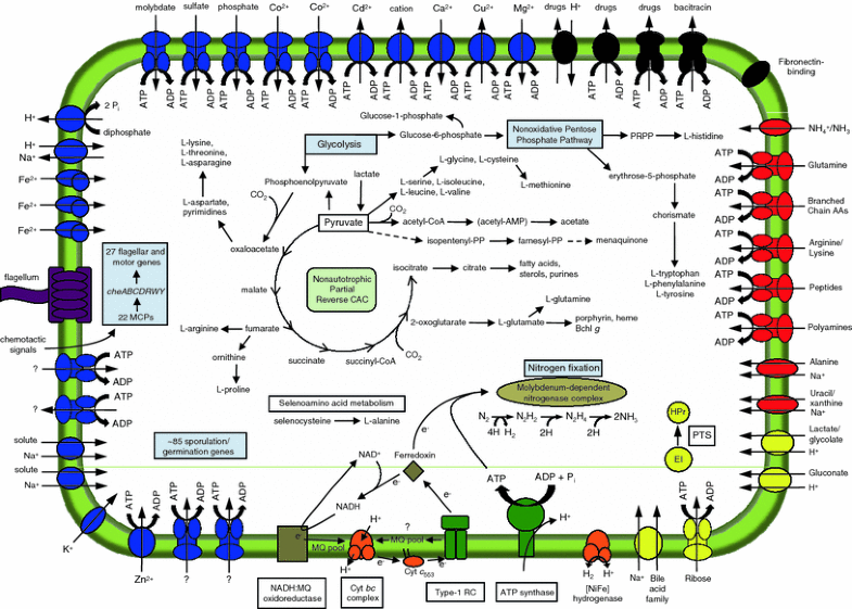 Insights into heliobacterial photosynthesis and physiology from the ...