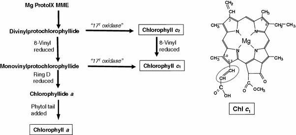 After the primary endosymbiosis: an update on the chromalveolate ...
