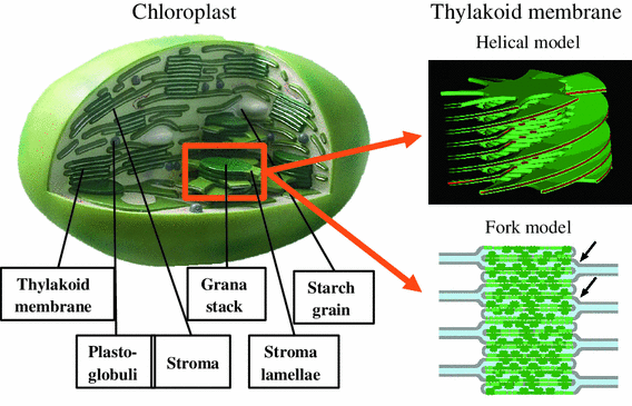 Architectural switches in plant thylakoid membranes | SpringerLink