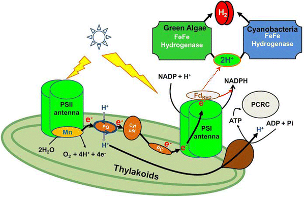 Photobiological hydrogen production and artificial photosynthesis for ...