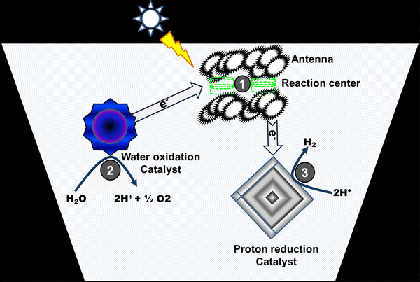 Photobiological hydrogen production and artificial photosynthesis for ...