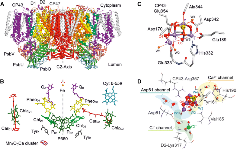 Water oxidation in photosystem II | SpringerLink