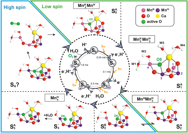 Water oxidation in photosystem II | SpringerLink