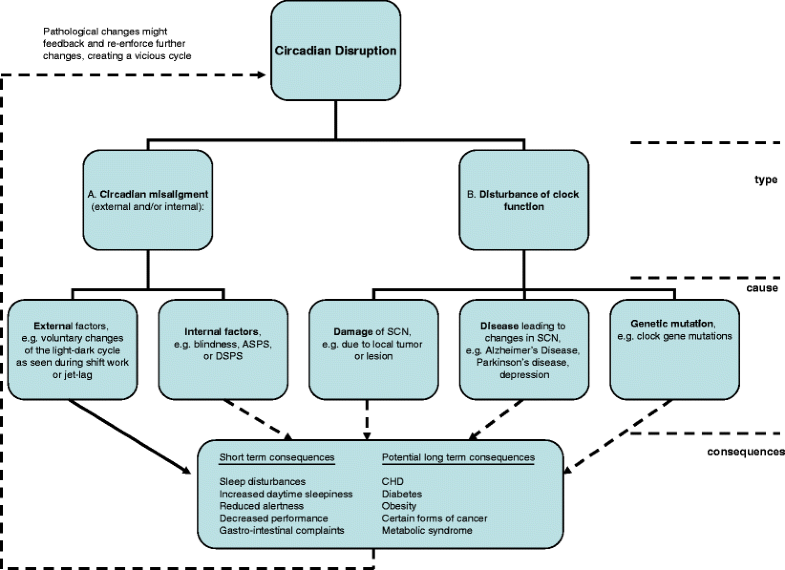 Effects of circadian disruption on the cardiometabolic system ...