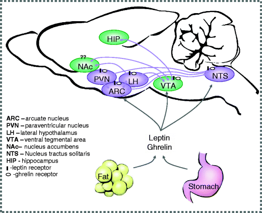 Central leptin and ghrelin signalling: Comparing and contrasting their ...