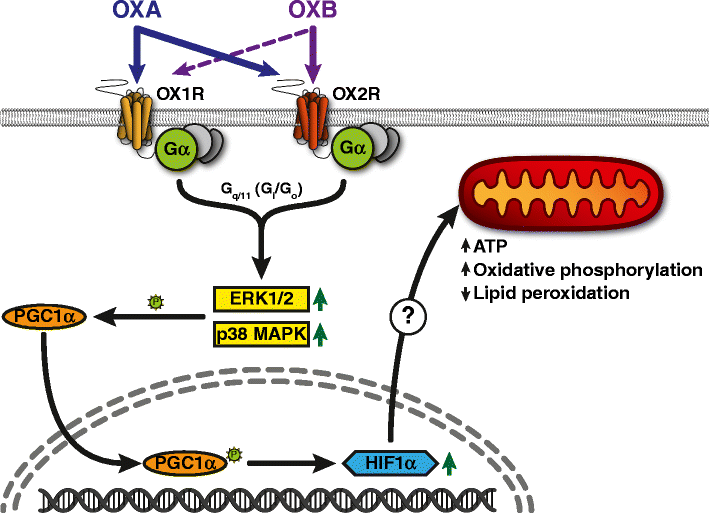Orexin: Pathways to obesity resistance? | SpringerLink