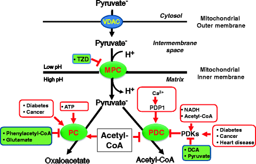Regulation of pyruvate metabolism in metabolic-related diseases ...