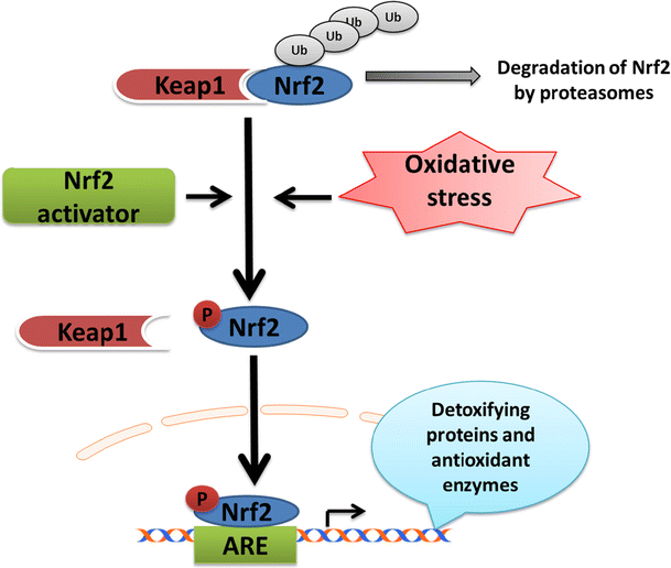 The role of the Nrf2/Keap1 pathway in obesity and metabolic syndrome | SpringerLink