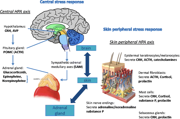 Stress-related skin disorders | SpringerLink