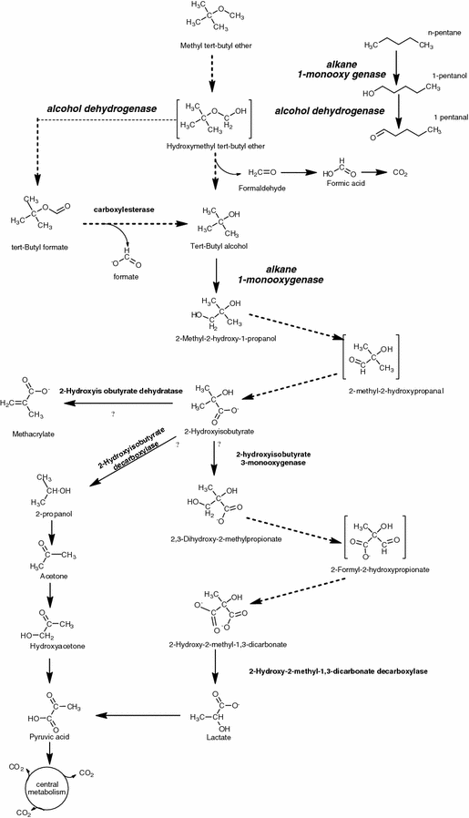 Cometabolism of methyl tert-butyl ether (MTBE) with alkanes | SpringerLink